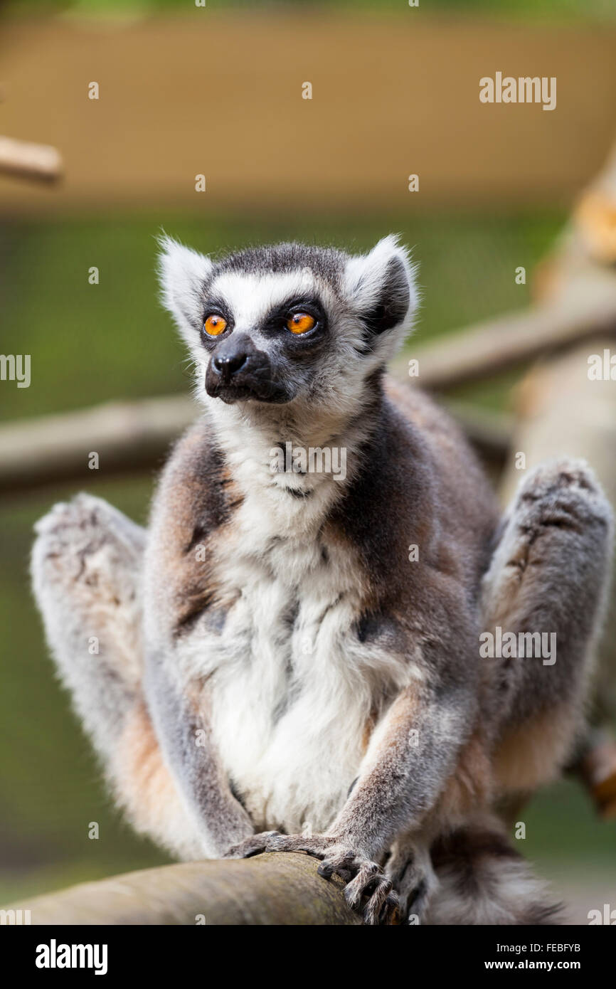 Ring tailed lemurs funny face hi-res stock photography and images - Alamy