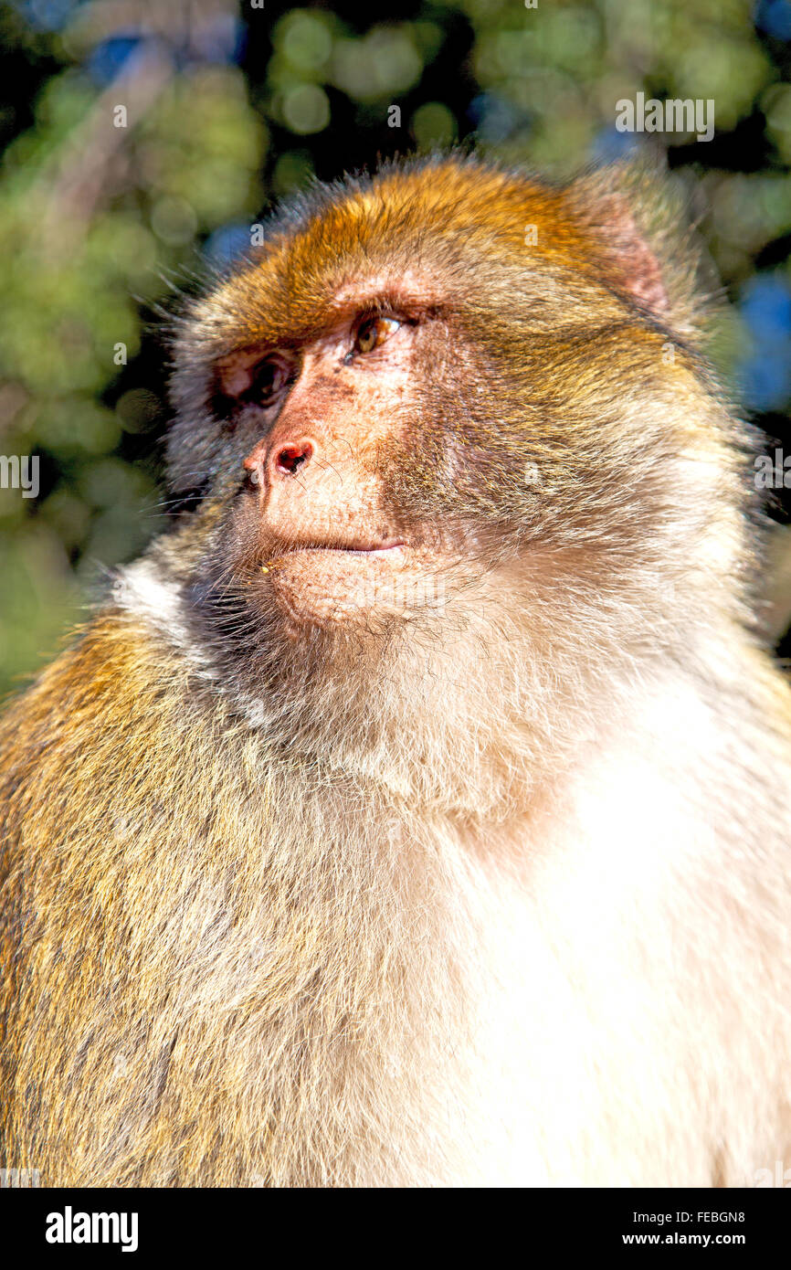 old monkey in africa morocco and natural background fauna close up ...