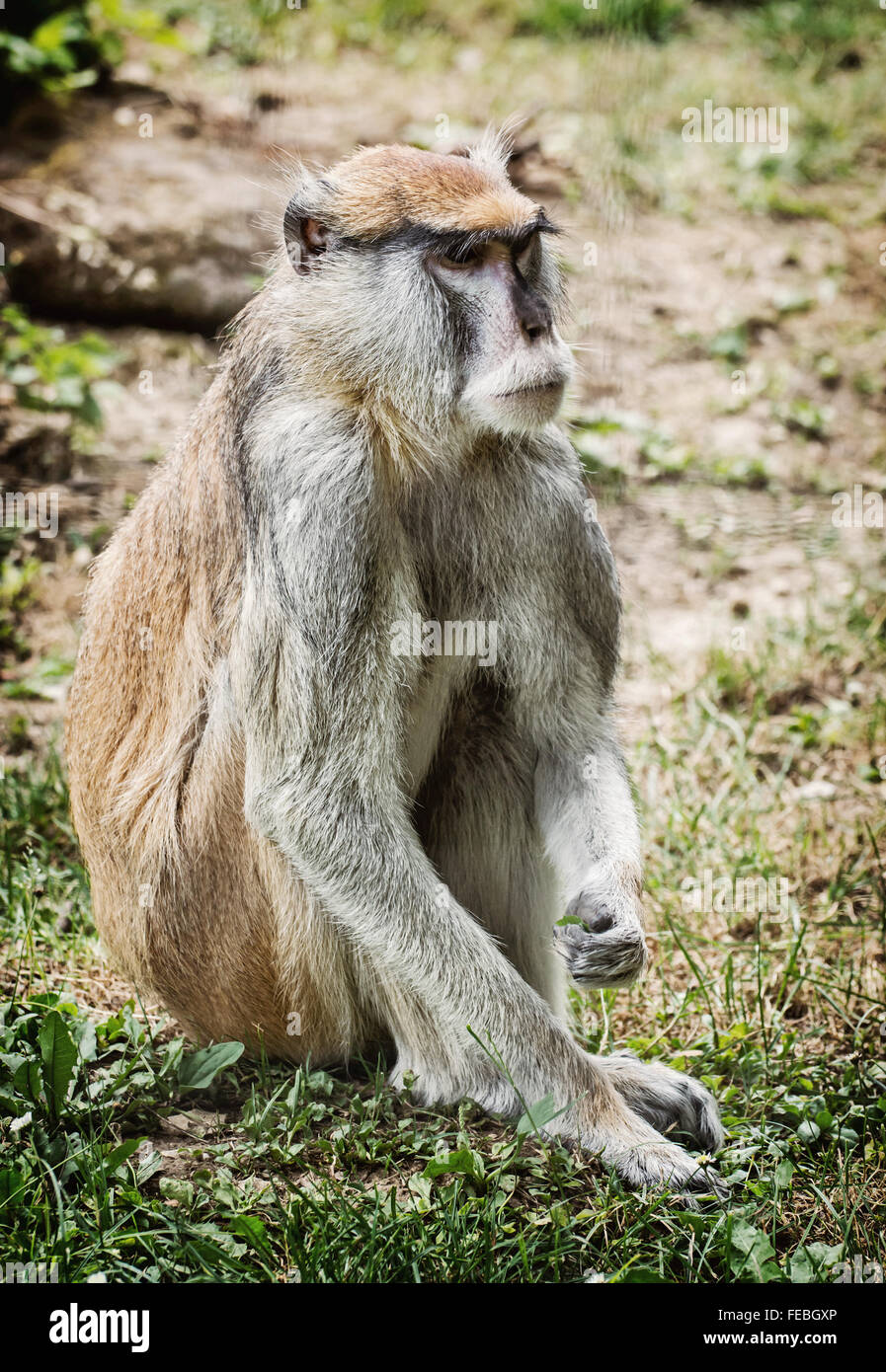 Patas monkey (Erythrocebus patas), also known as the wadi monkey or ...