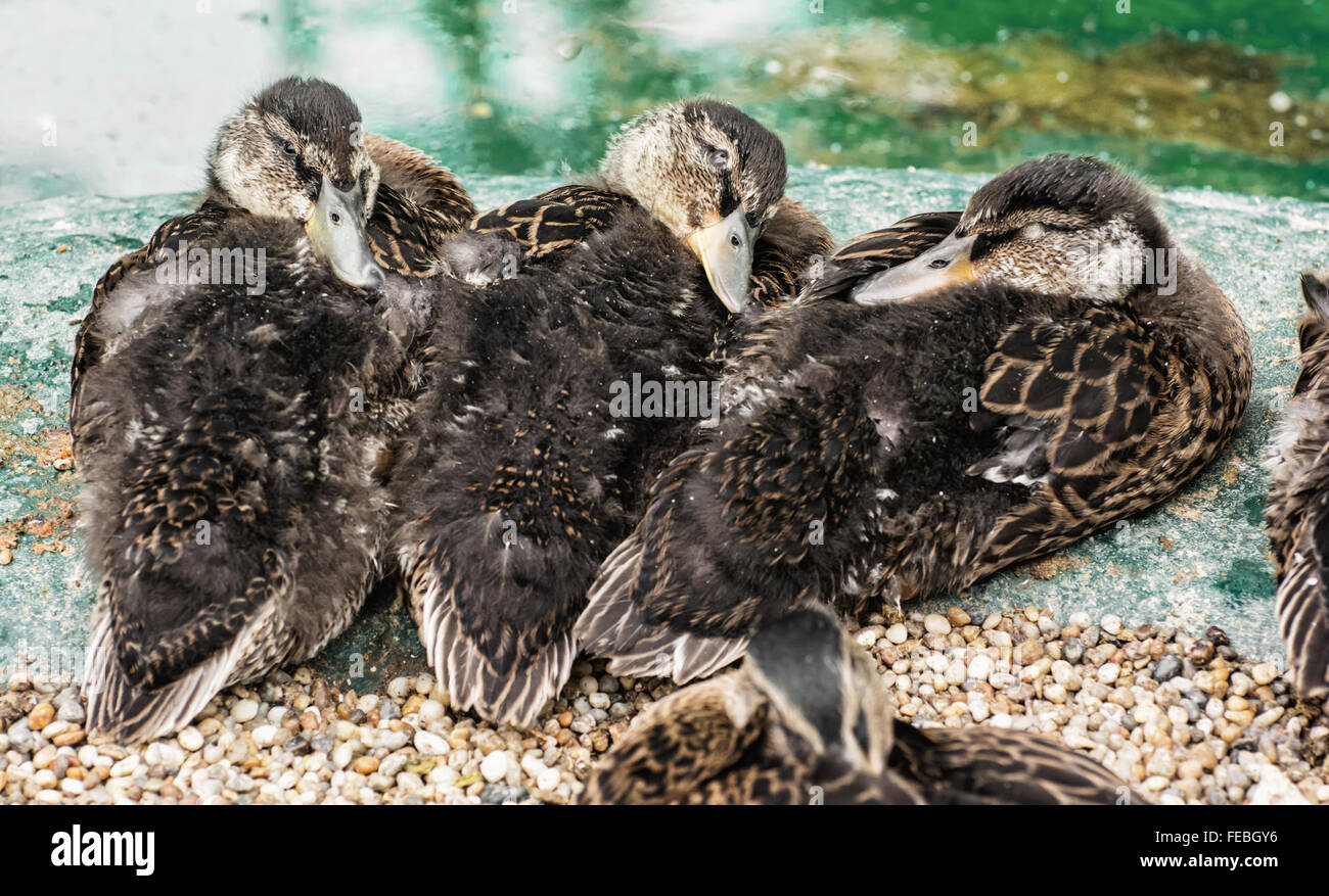 Three mallard ducks resting on the lakeside. Birds scene. Beauty in ...