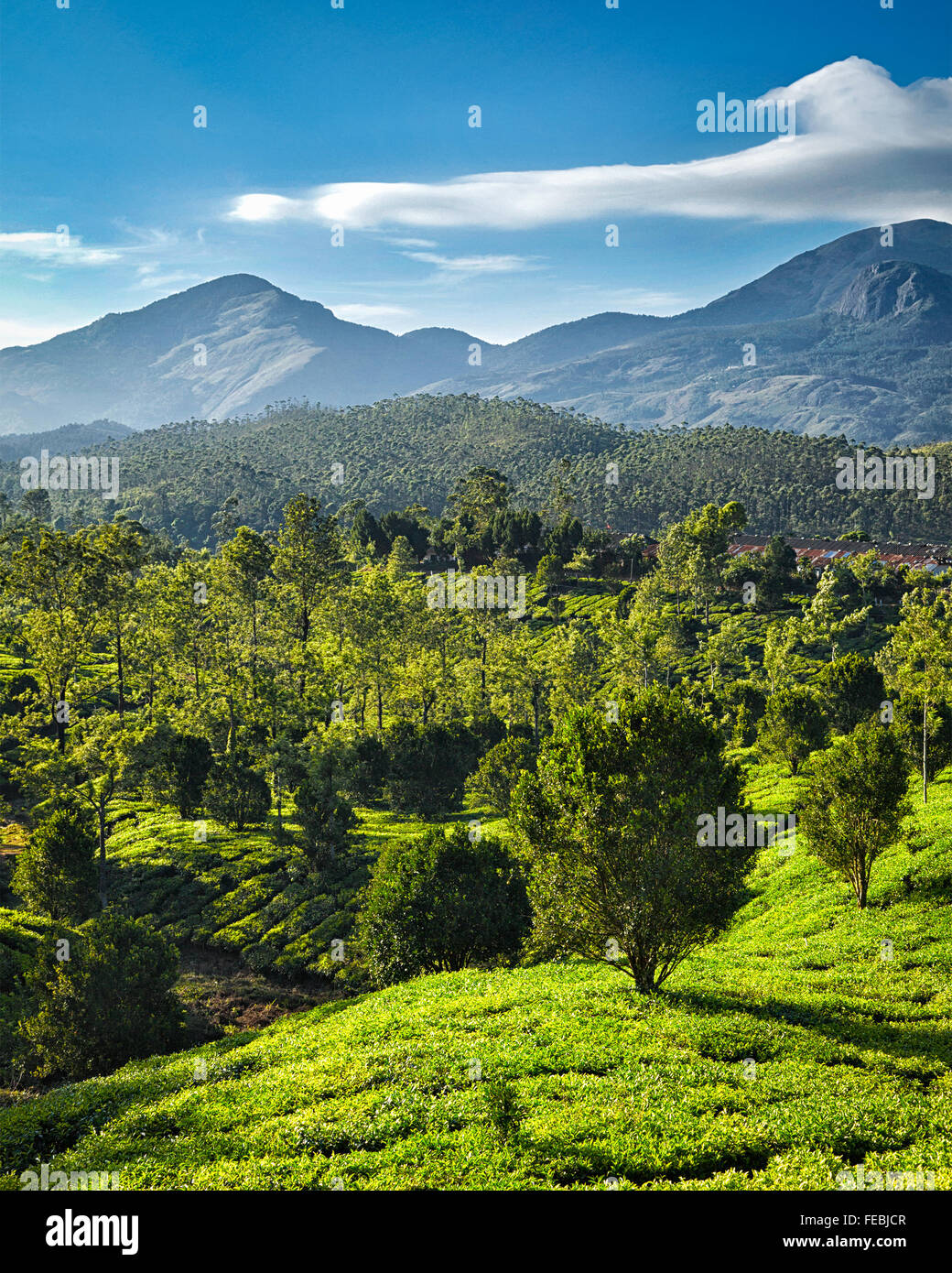 Green tea plantations in India Stock Photo - Alamy
