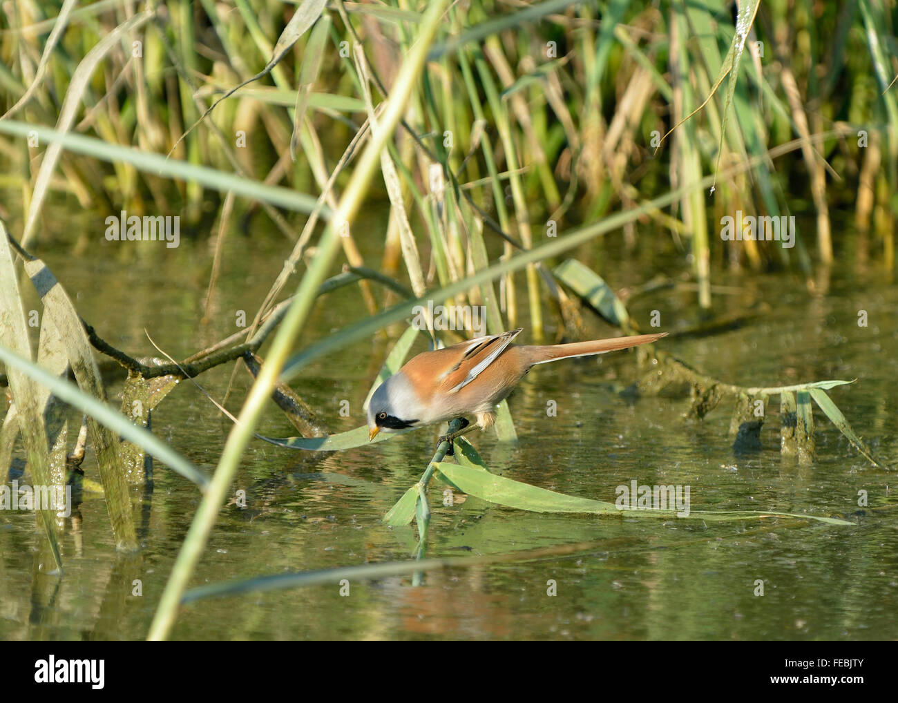 Bearded Tit or Reedling - Panurus biarmicus Male. First seen is Cyprus ...
