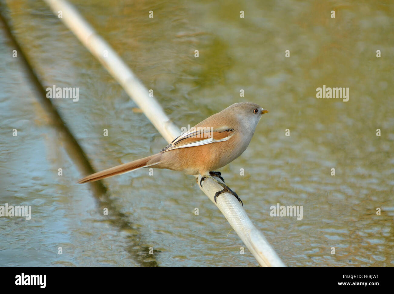 Bearded Tit or Reedling - Panurus biarmicus Female. First seen is ...