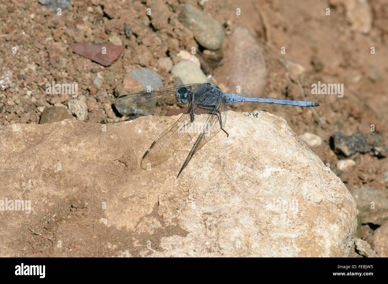 Southern Skimmer Dragonfly - Orthetrum brunneum Male on rock Stock ...