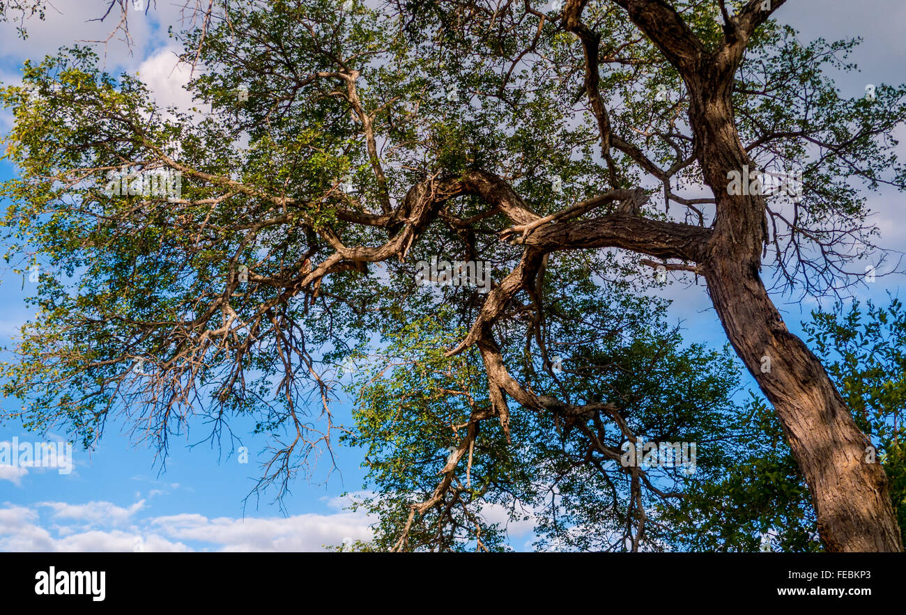 Kapama hi-res stock photography and images - Alamy