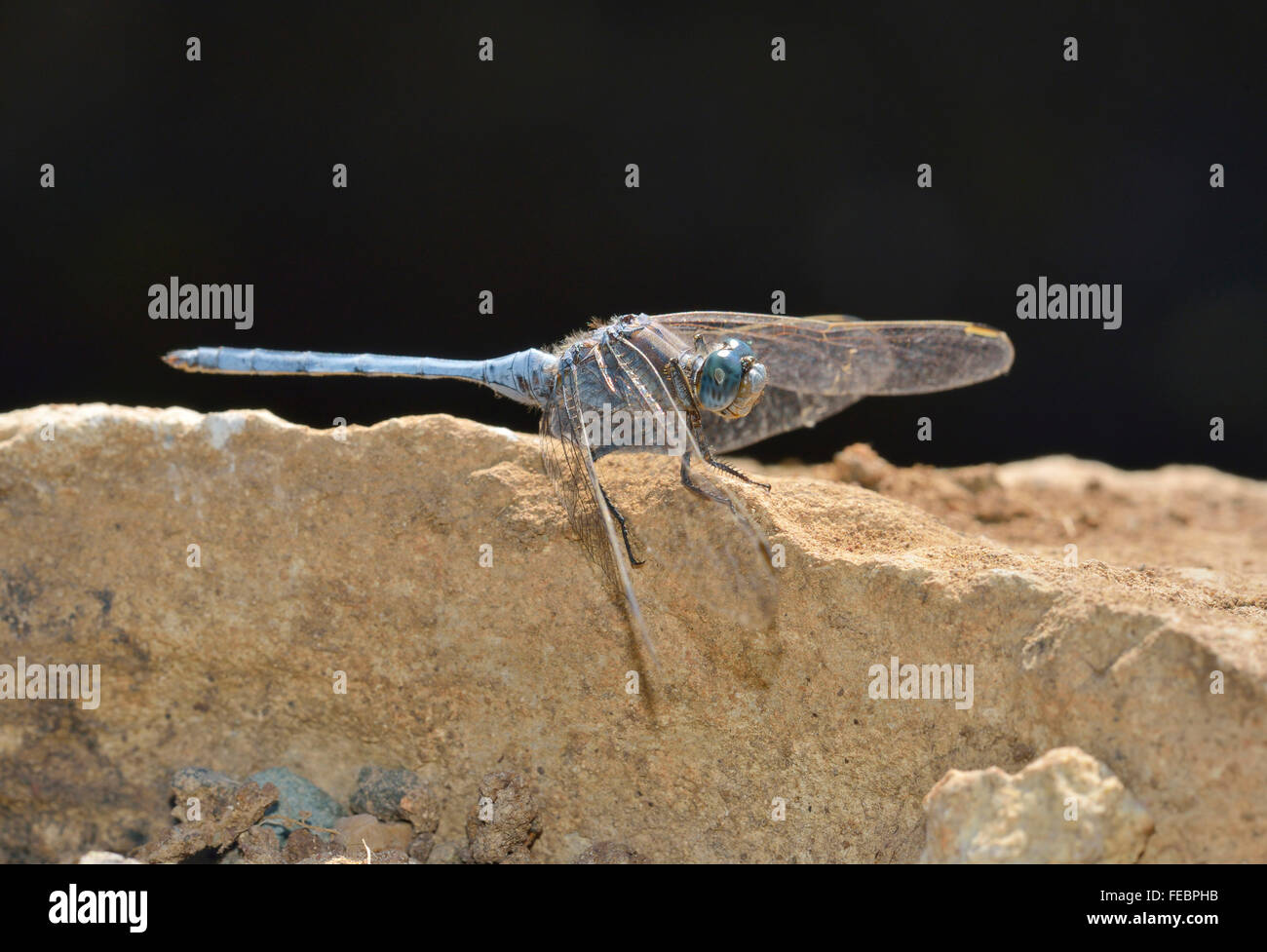 Southern Skimmer Dragonfly - Orthetrum brunneum Male on rock Stock ...