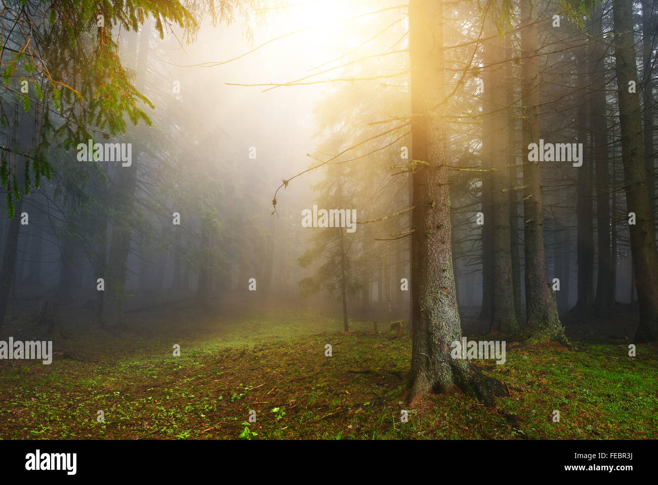 Misty sunlight forest hi-res stock photography and images - Alamy