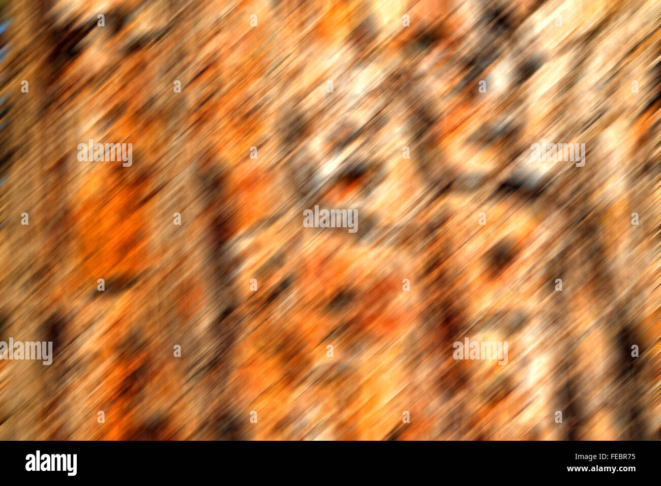 barck in the abstract close up of a tree color and texture Stock Photo ...