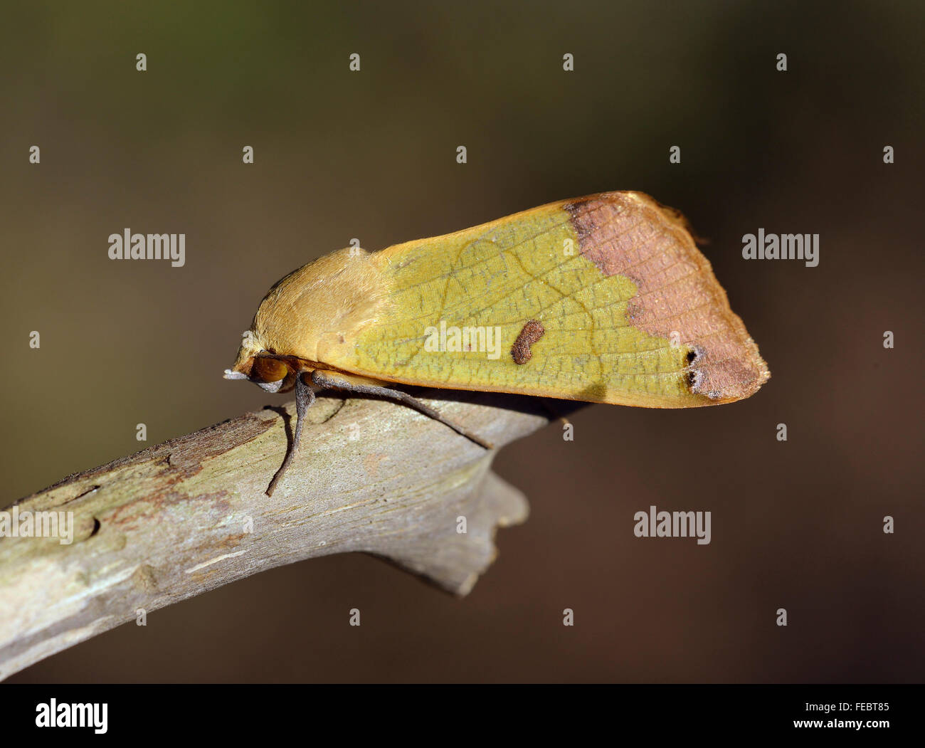 Green Drab - Ophiusa tirhaca Large Green Moth Stock Photo - Alamy