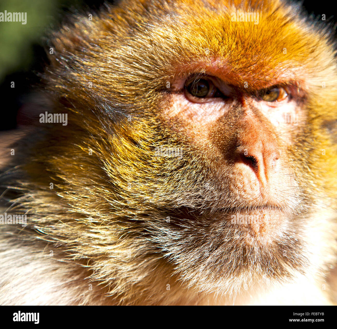 old monkey in africa morocco and natural background fauna close up ...