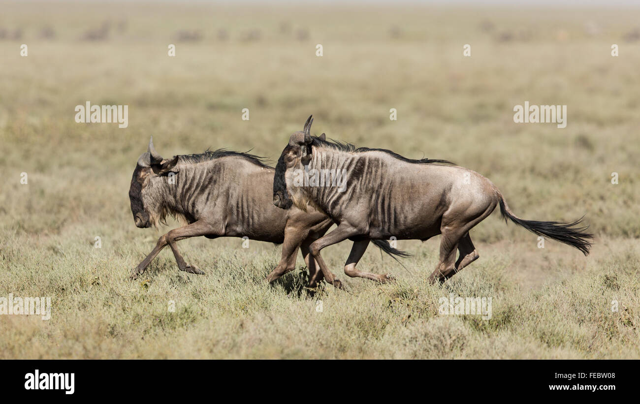 Wildebeest run two hi-res stock photography and images - Alamy