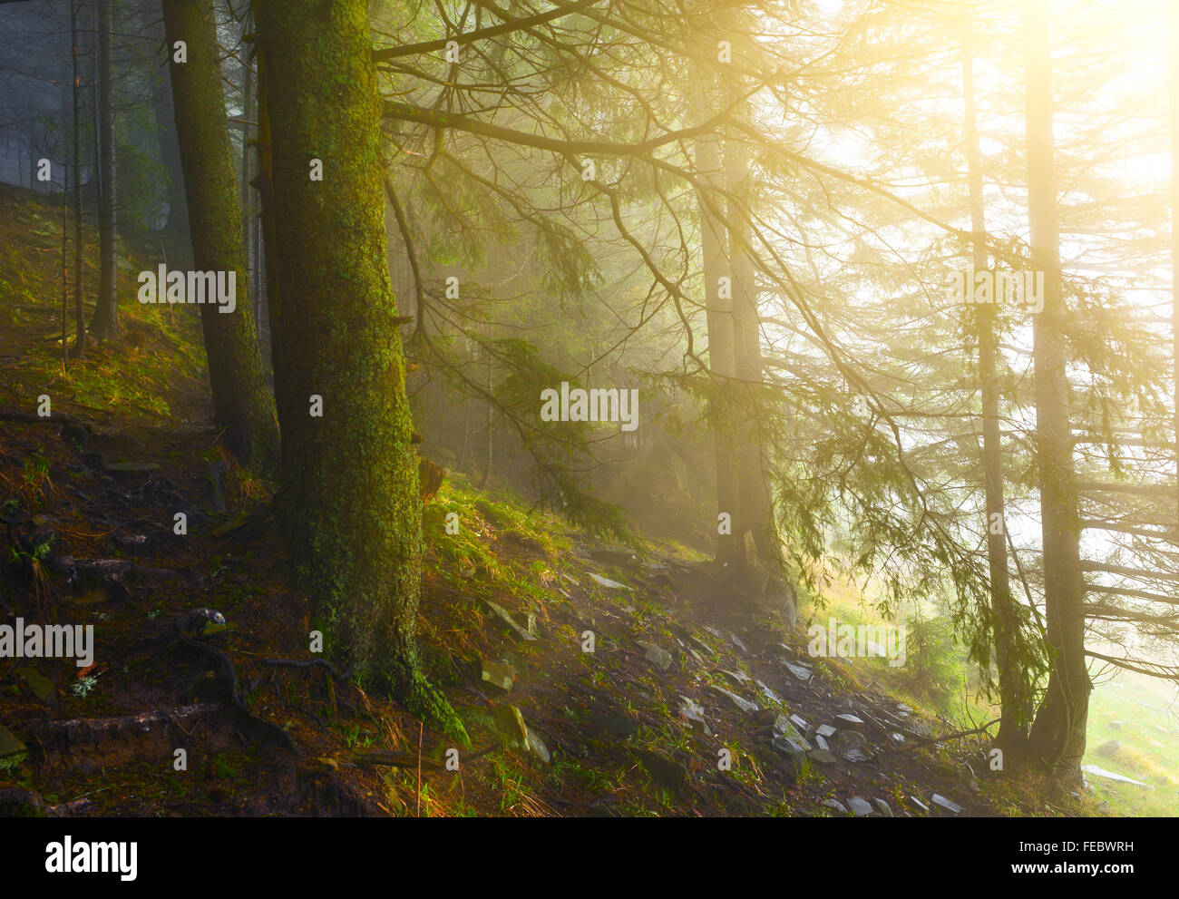 Warm weather plant hi-res stock photography and images - Alamy