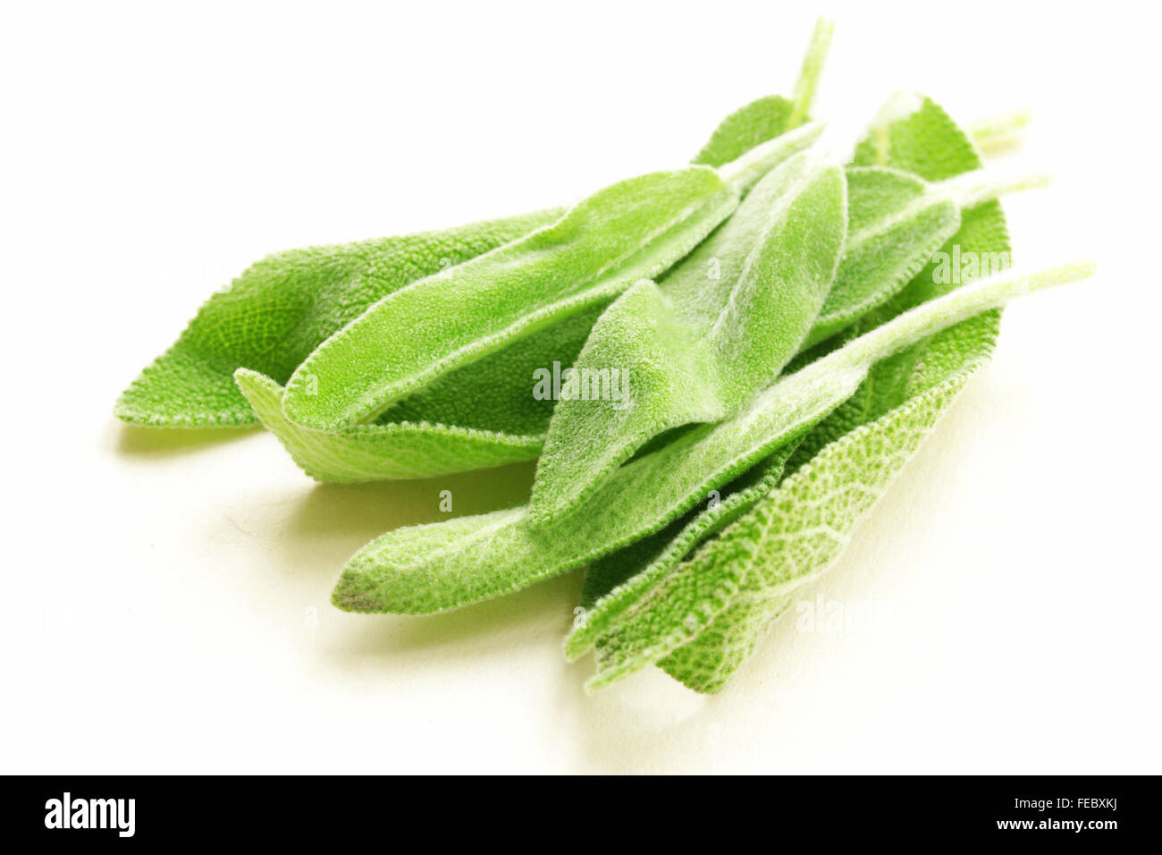 Fresh fragrant green sage on white background Stock Photo - Alamy