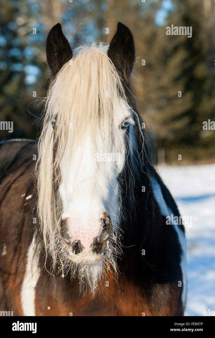 Irish gypsy horse hi-res stock photography and images - Alamy