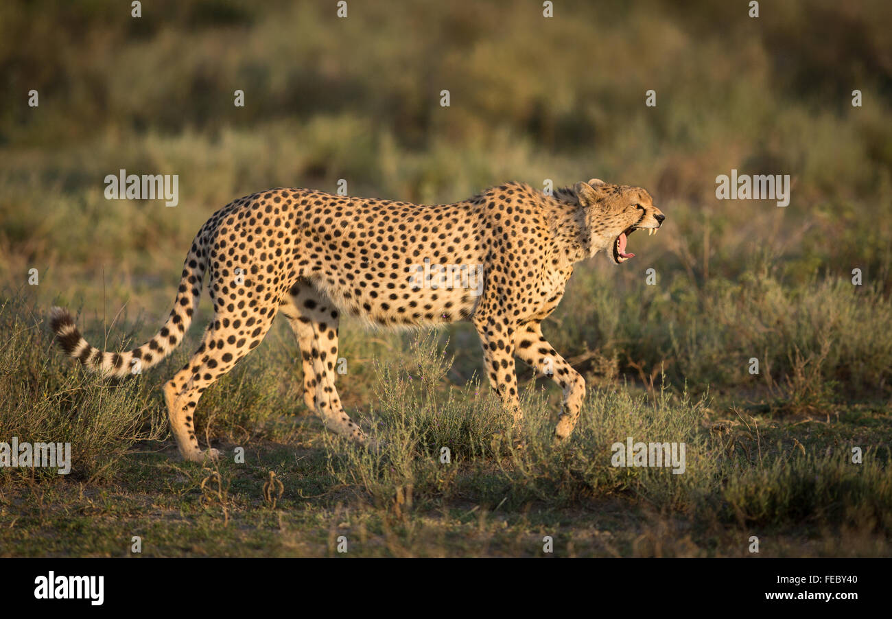 Cheetah walking hi-res stock photography and images - Alamy