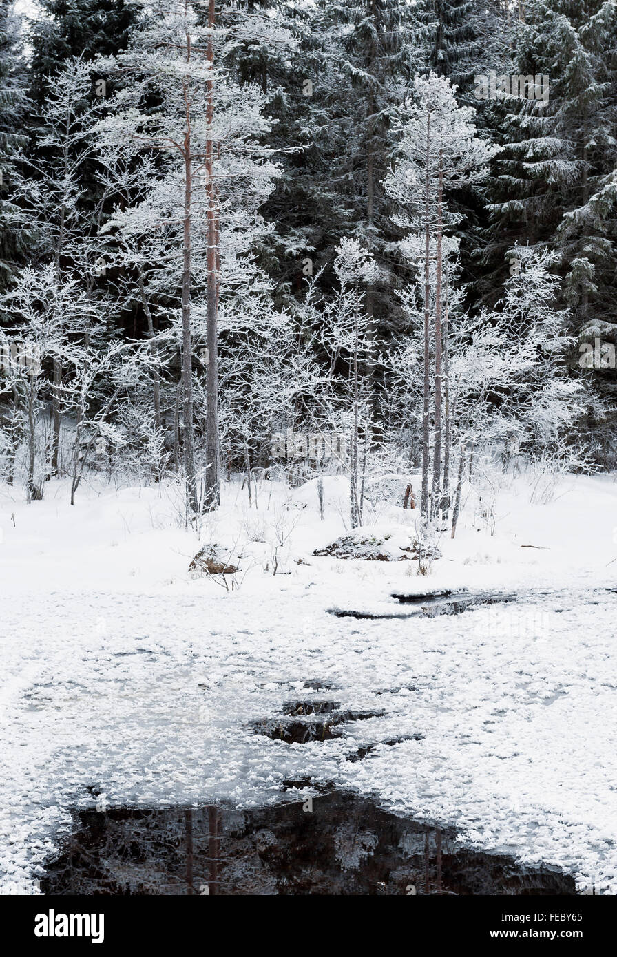 Mire vegetation hi-res stock photography and images - Alamy