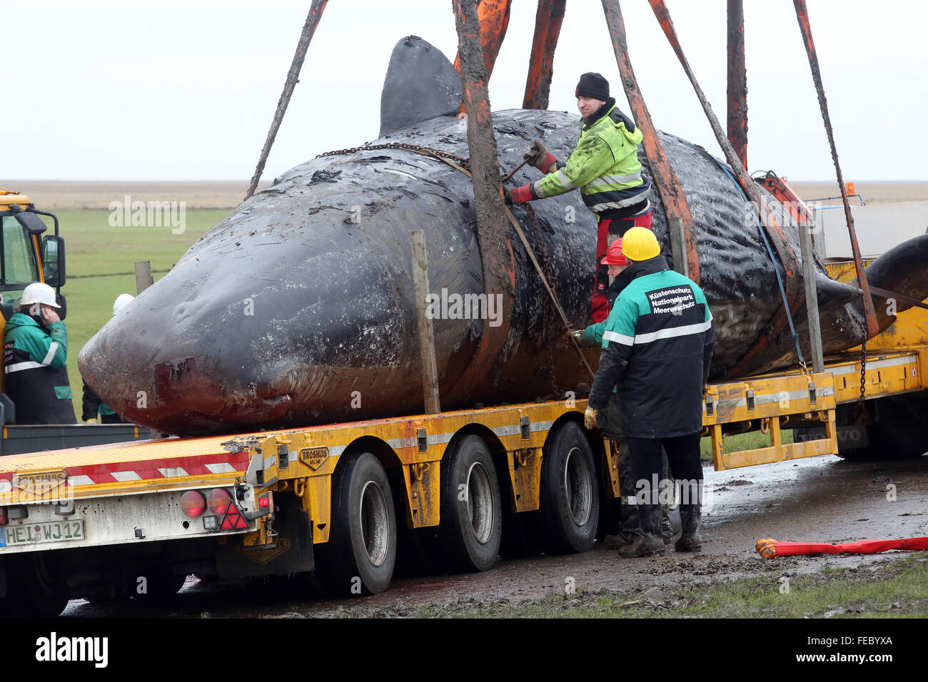 Sperm Whale Explodes On Truck