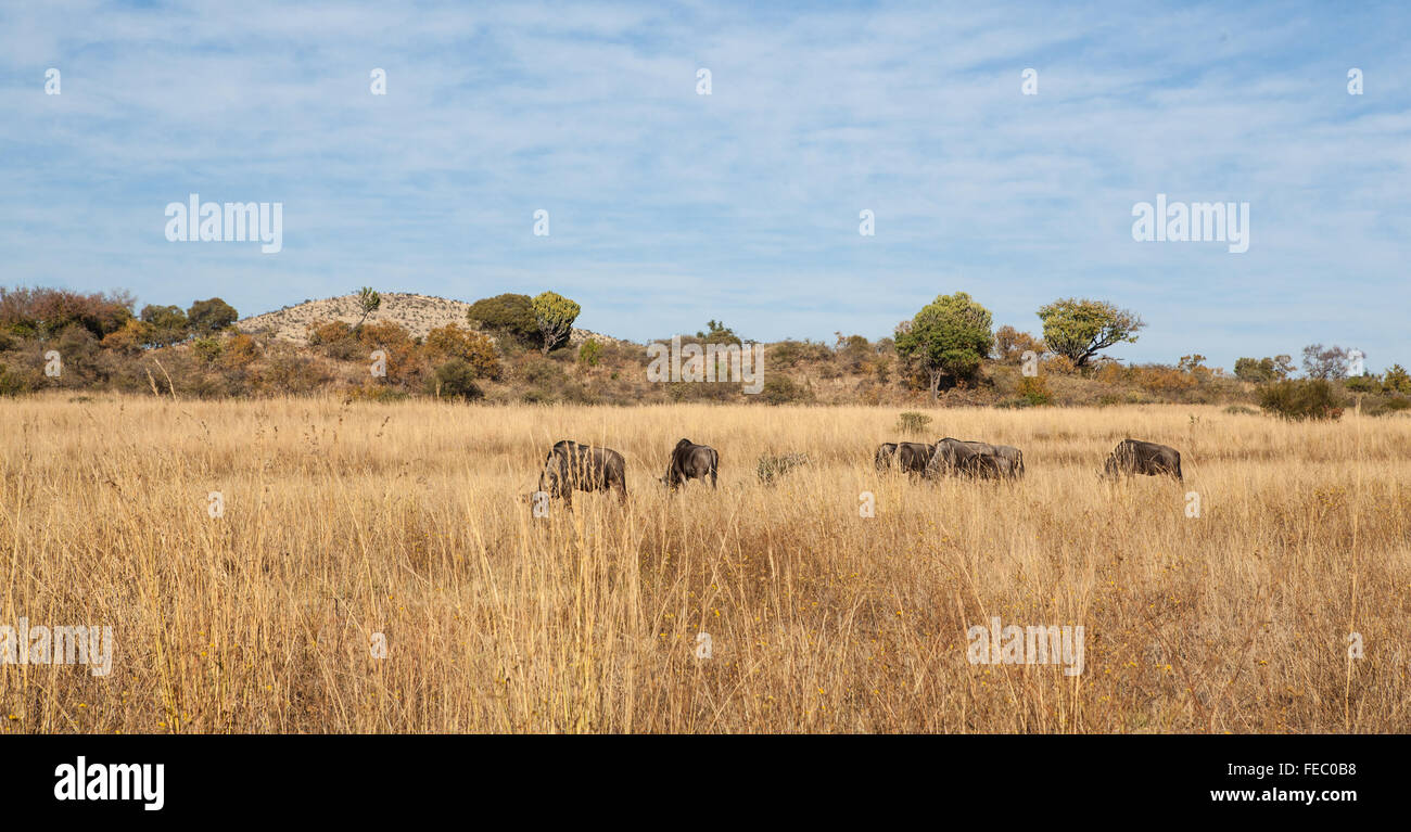 Animals grazing on the plains Stock Photo - Alamy