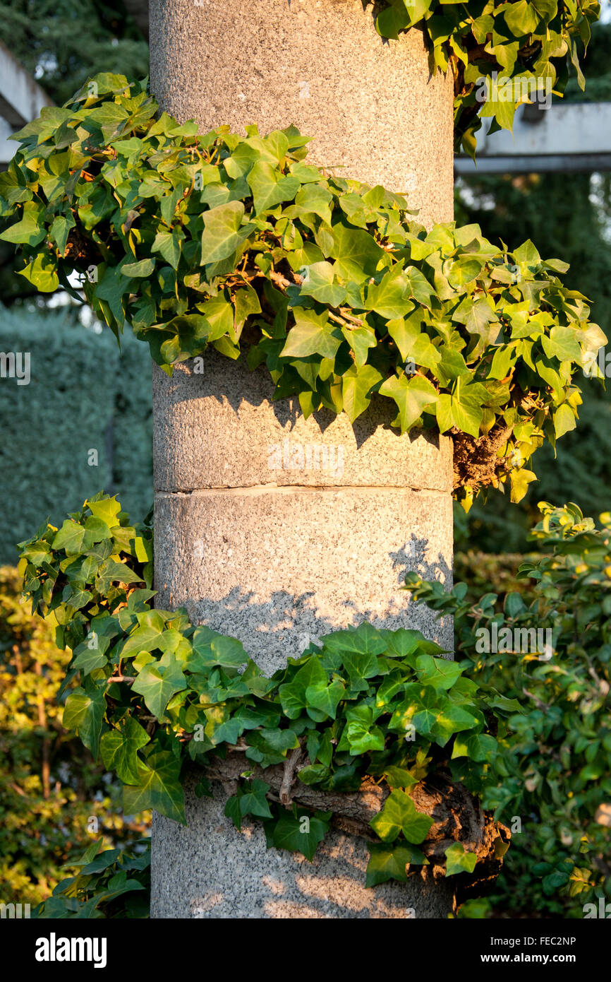 Ivy climbing on a column Stock Photo - Alamy