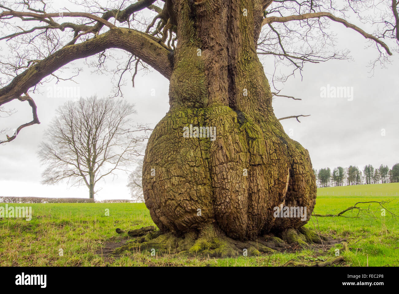 A tree with a bulbous trunk near the River Ribble at Hurst Green ...