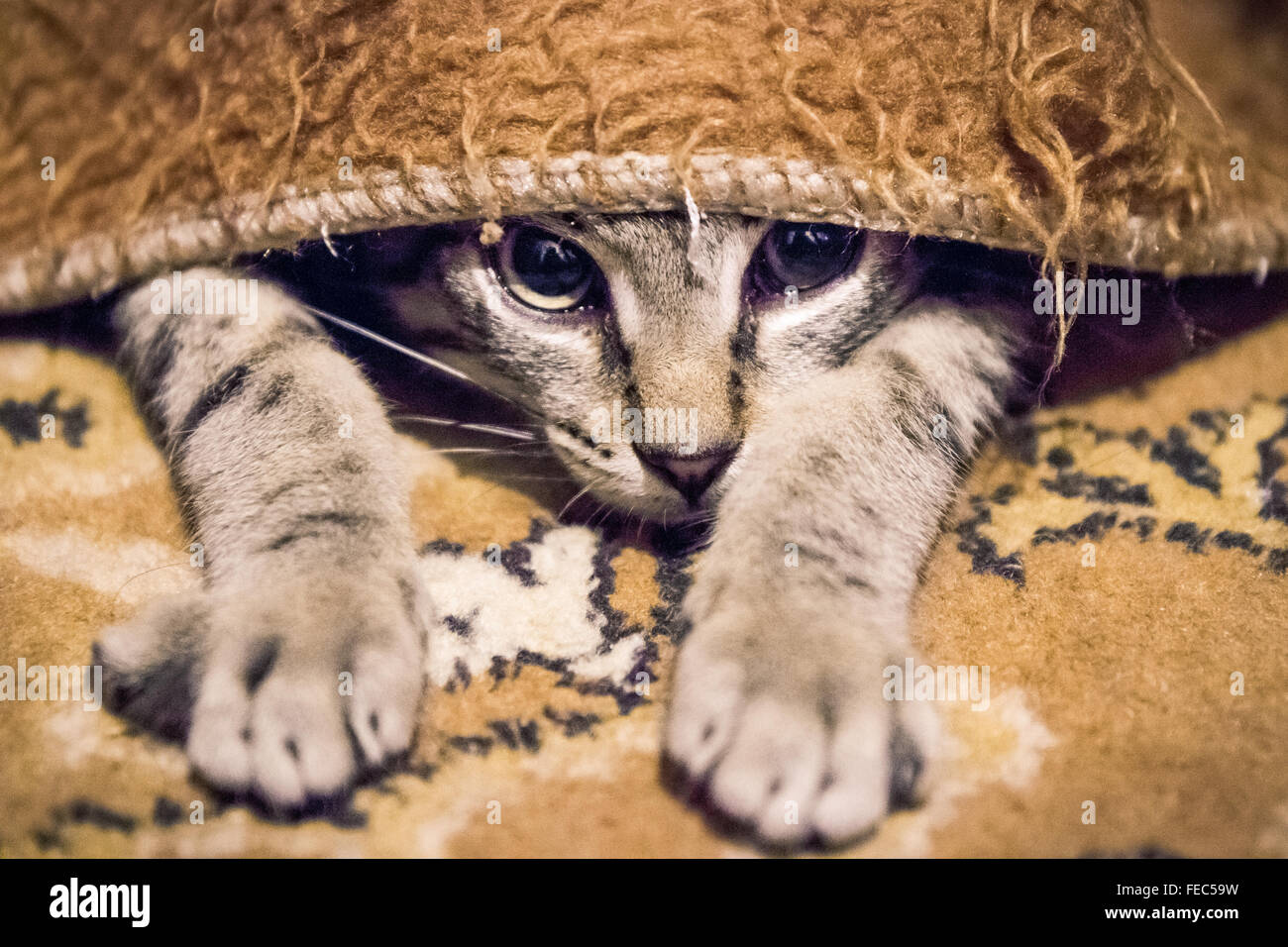 Funny Stalking Animal
