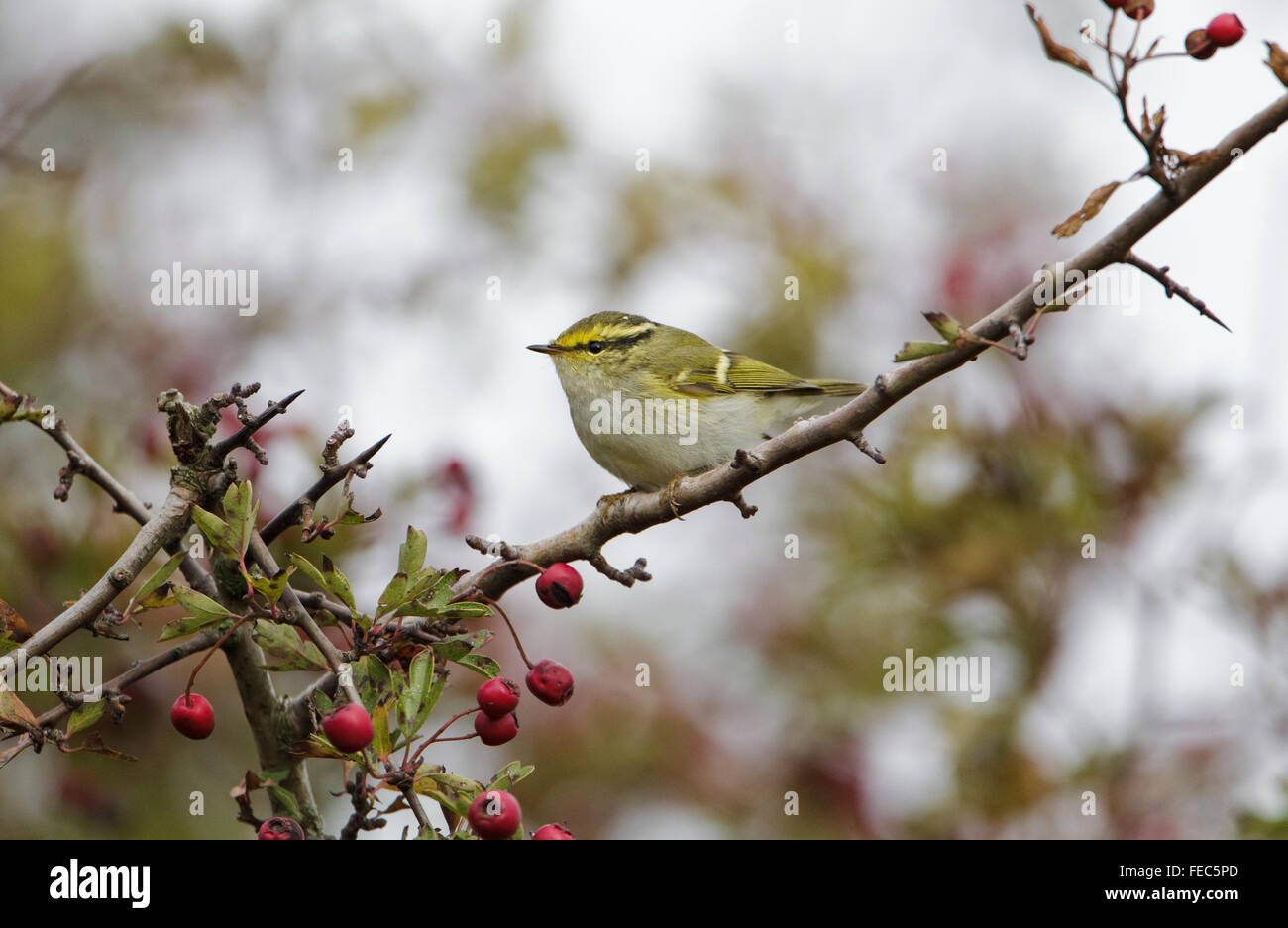 Pallas's Warbler, Phylloscopus, proregulus Stock Photo - Alamy