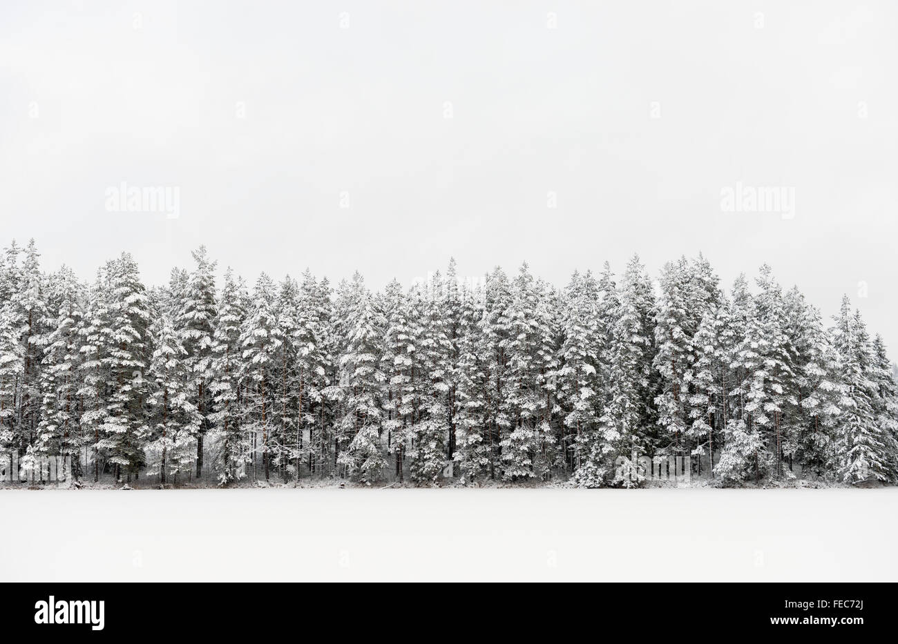 Snow covered forest, Sweden Stock Photo - Alamy