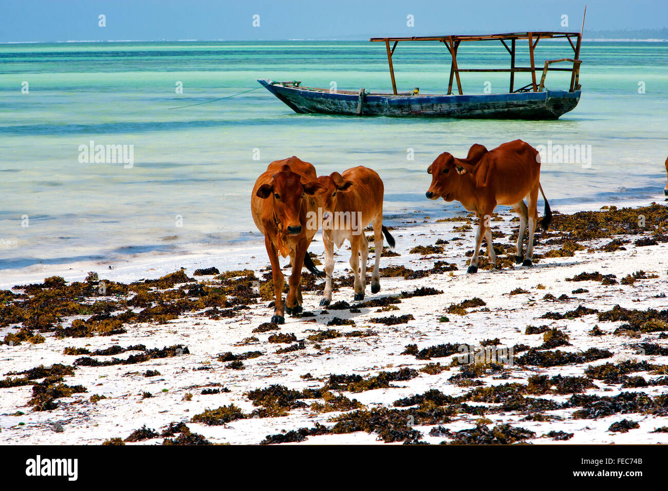 africa cow coastline boat pirague in the blue lagoon relax of zanzibar ...