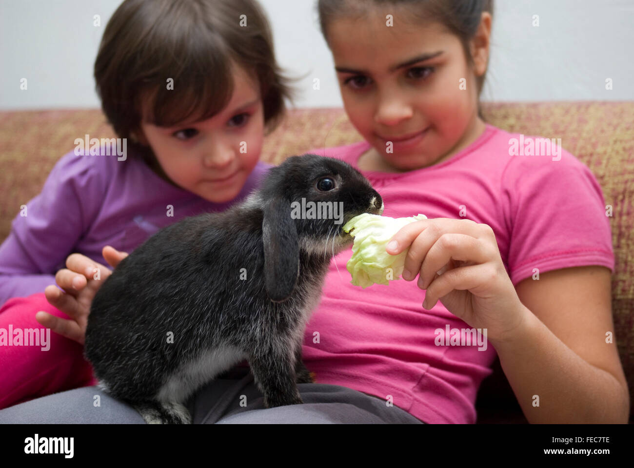 Girls playing with rabbit at home Stock Photo - Alamy