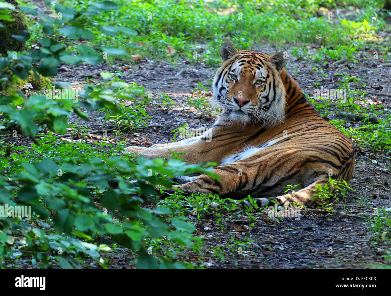 Beautiful wild tiger lying in the woods Stock Photo - Alamy