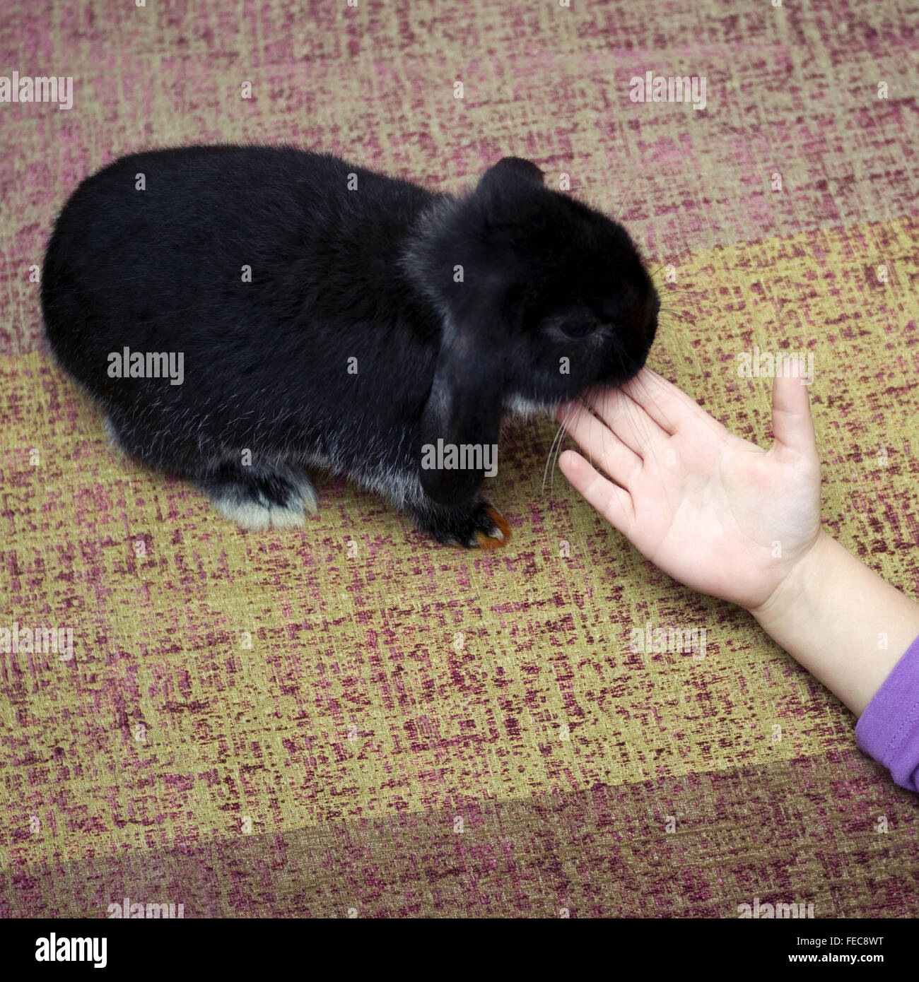 Girl caressing her pet rabbit at home Stock Photo - Alamy