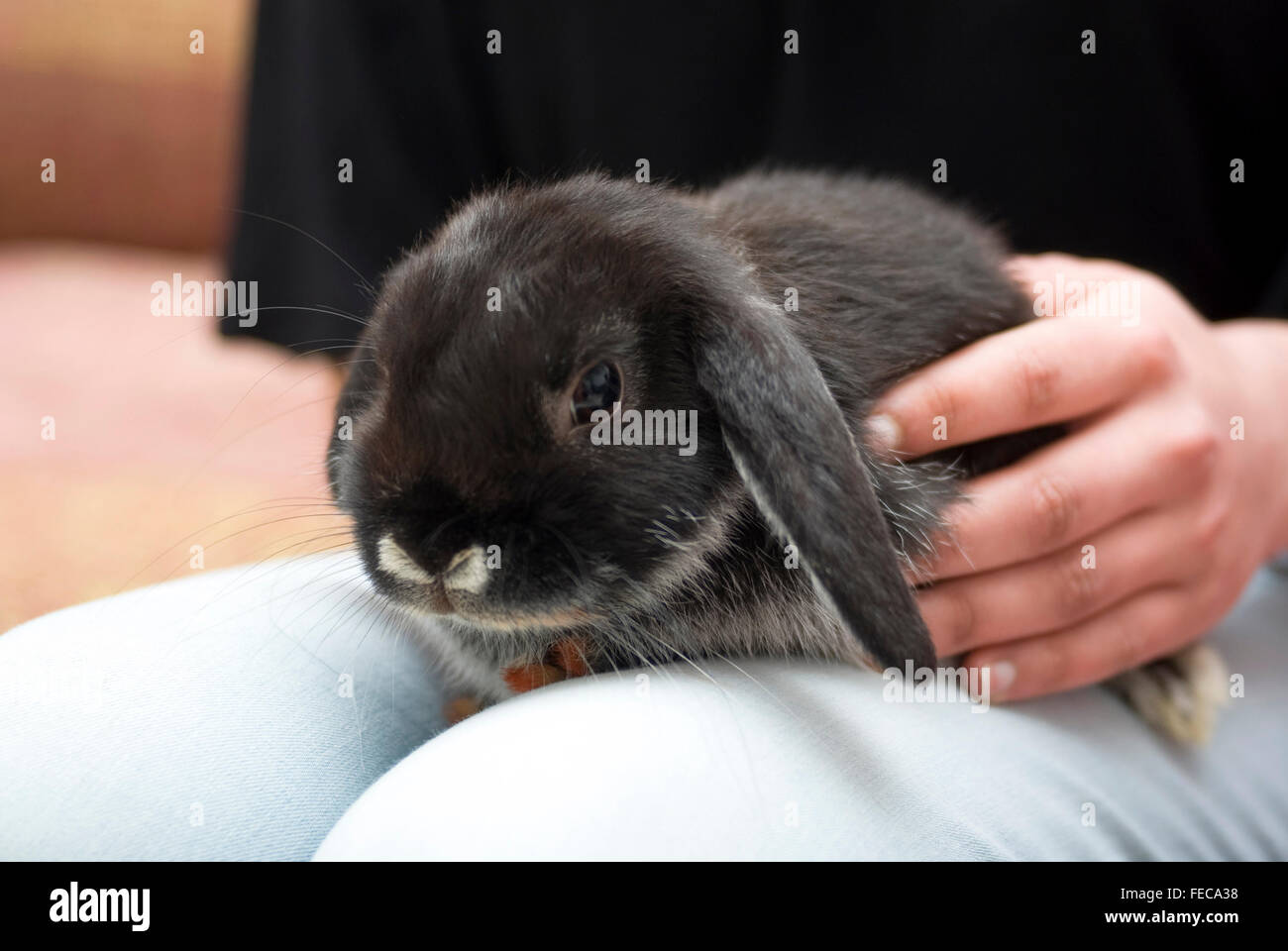 Woman caressing her pet rabbit at home, close-up Stock Photo - Alamy