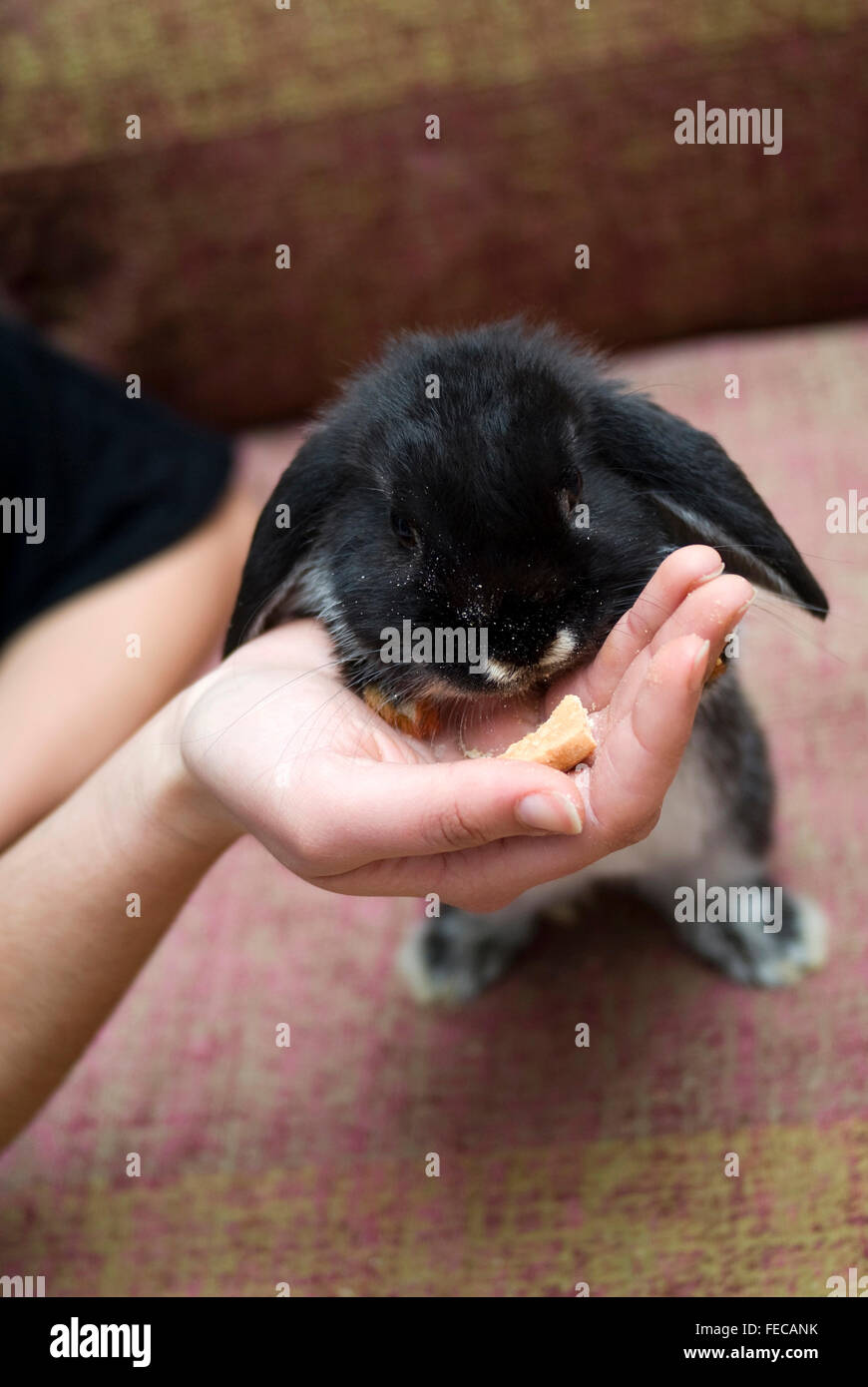 Girl feeding her pet rabbit Stock Photo - Alamy