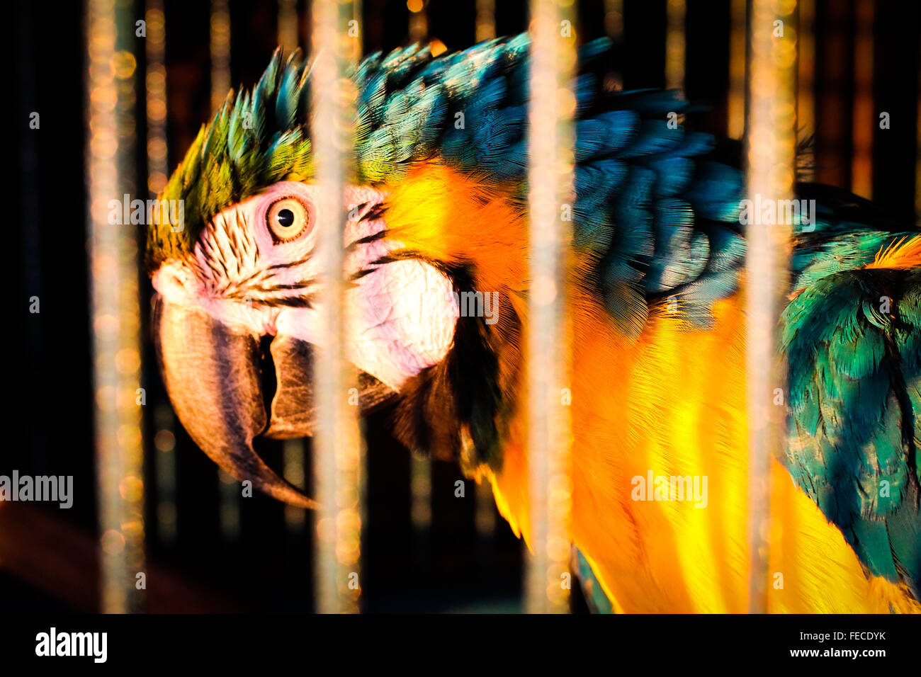 A Parrot at Sunset Stock Photo - Alamy