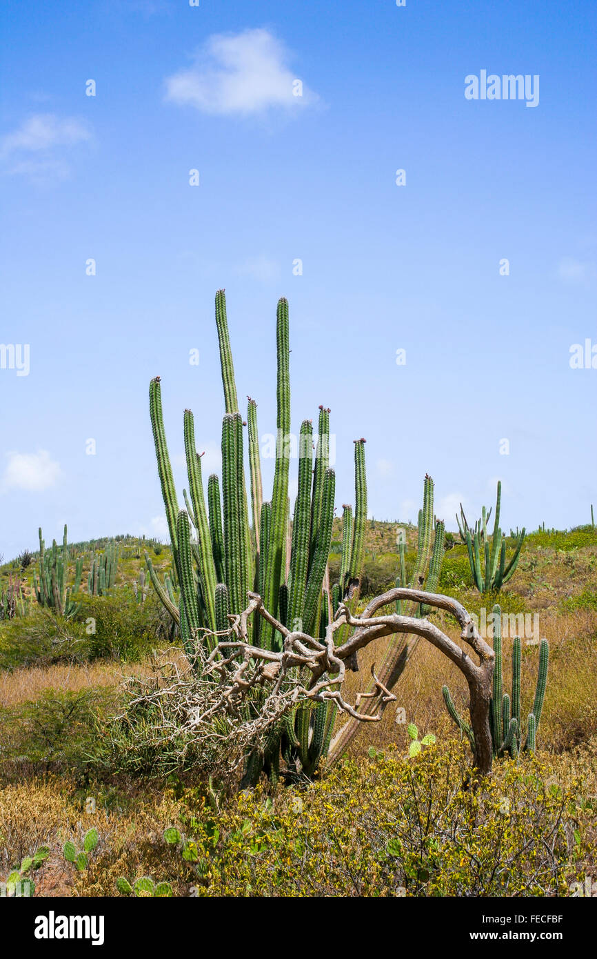 Vegetation on the island of Aruba Stock Photo - Alamy