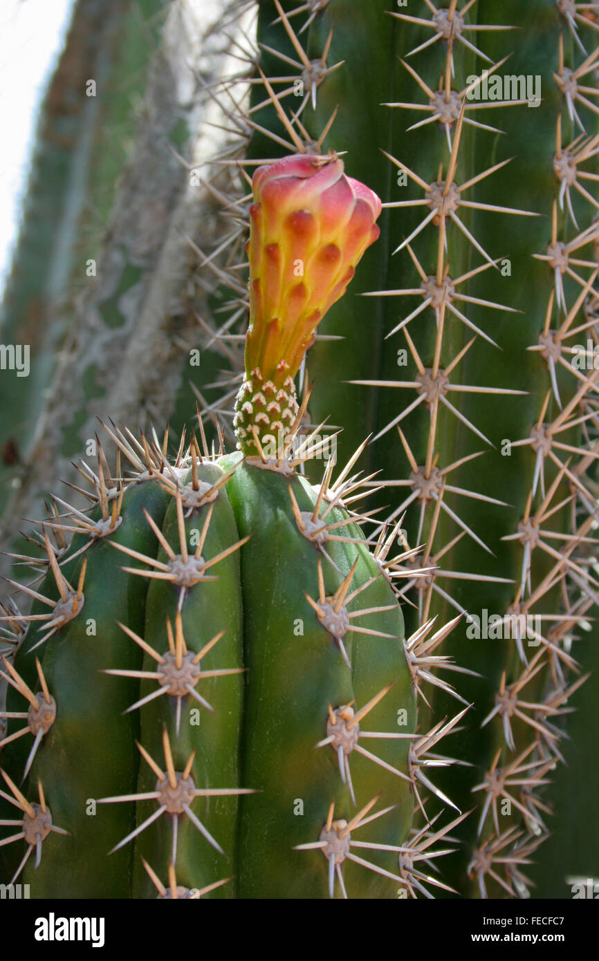 Aruba landmarks hi-res stock photography and images - Alamy