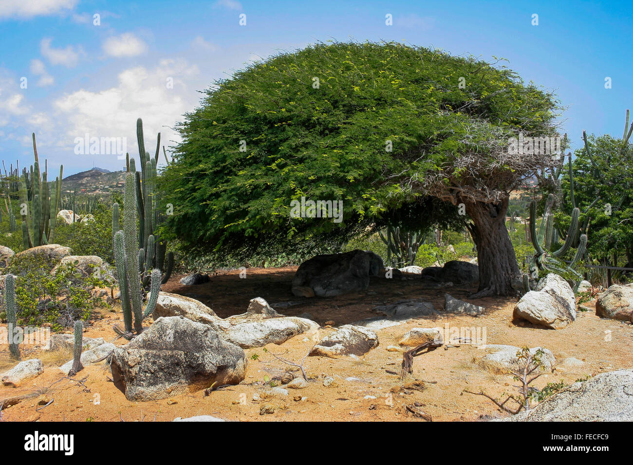 DiviDivi tree on the island of Aruba Stock Photo - Alamy