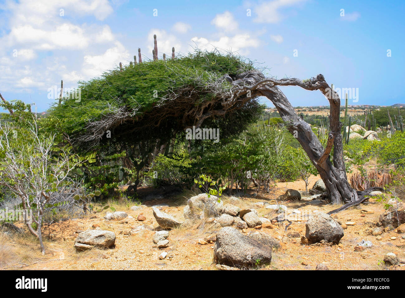 Vegetation on caribbean island aruba hi-res stock photography and ...
