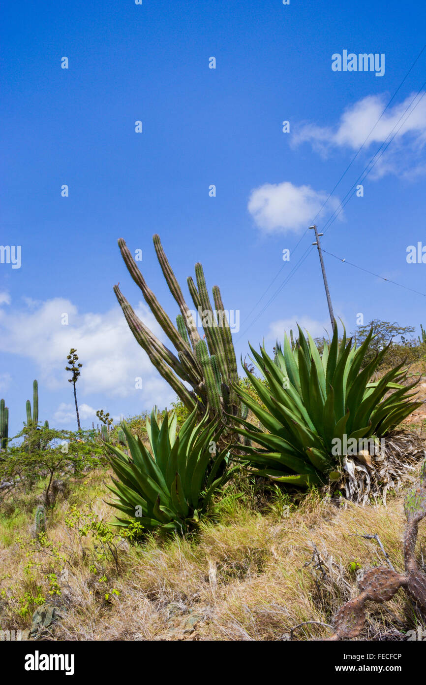 Aruba landmarks hi-res stock photography and images - Alamy