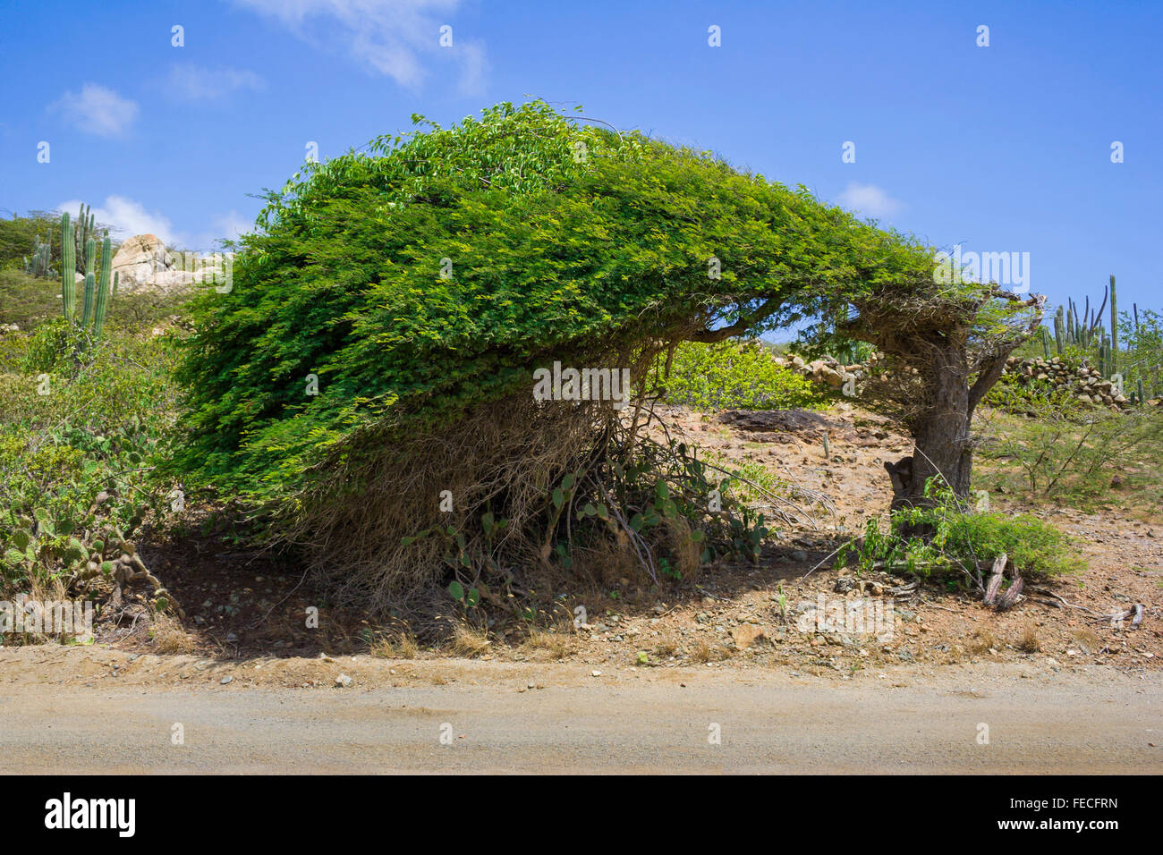 Dividivi tree on the island of Aruba Stock Photo - Alamy
