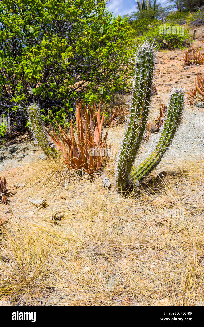 Aruba landmarks hi-res stock photography and images - Alamy