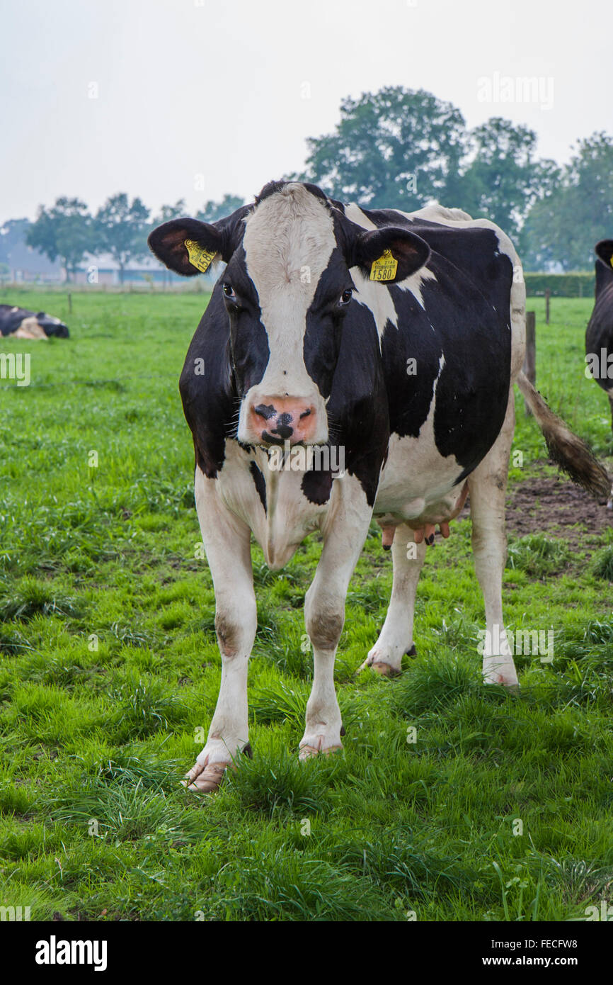Diary cows hi-res stock photography and images - Alamy