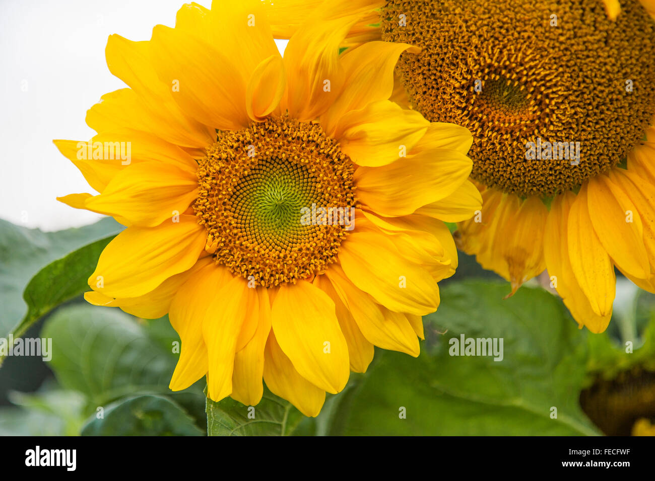 Close up of common Sunflower (Helianthus annuus Stock Photo - Alamy