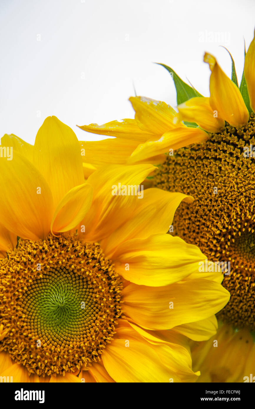 Common sunflower helianthus annuus hi-res stock photography and images ...