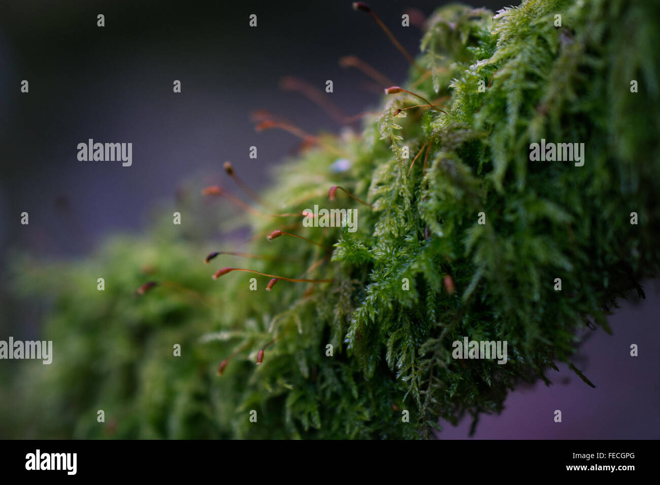 Close up image of moss on a tree branch Stock Photo - Alamy