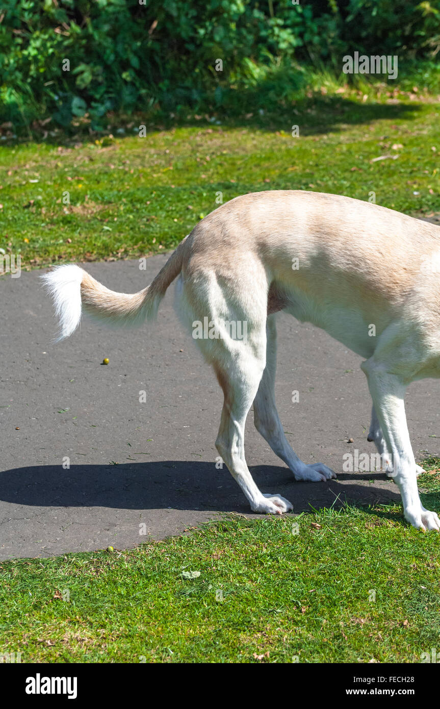 The bum line hi-res stock photography and images - Alamy