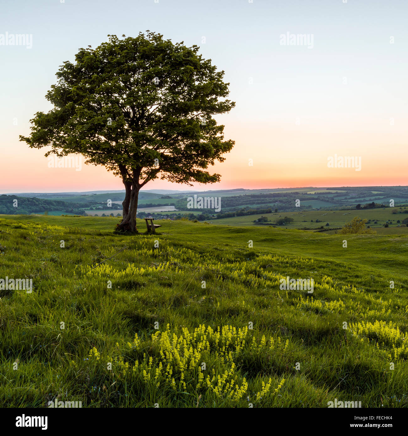 Summer Findon, West Sussex Stock Photo - Alamy