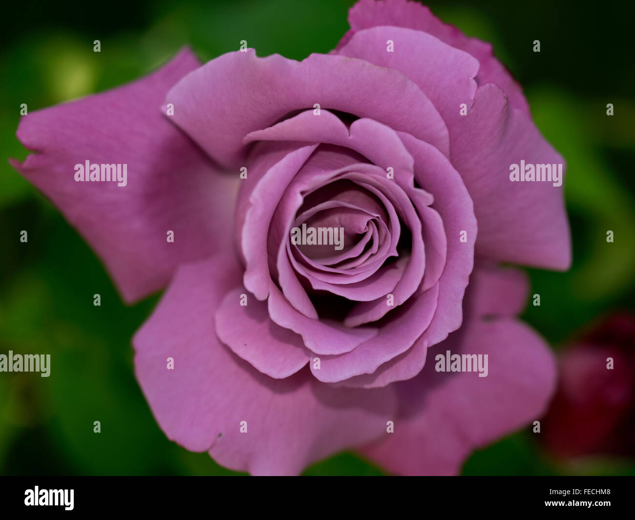 Rose Charles de Gaulle Purple Color Rose Macro Roses Stock Photo - Alamy
