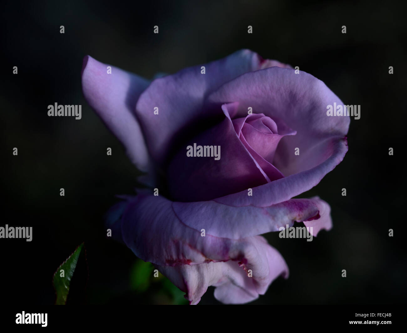 Rose Blue Emotion Purple Color Rose Macro Roses Stock Photo - Alamy