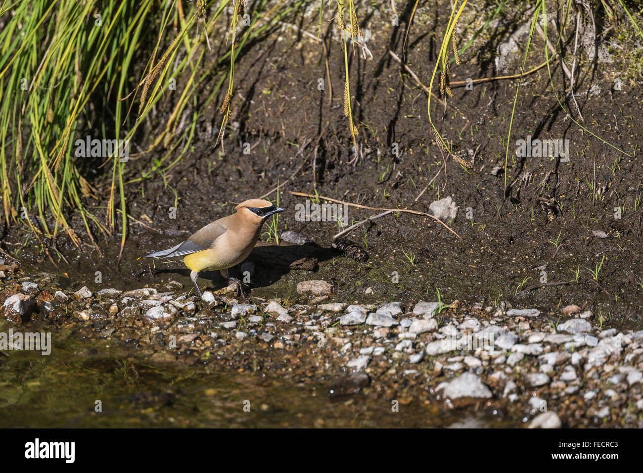 Cedar Waxwing, Bombycilla cedrorum, foraging along Mazama Lake, Mount ...